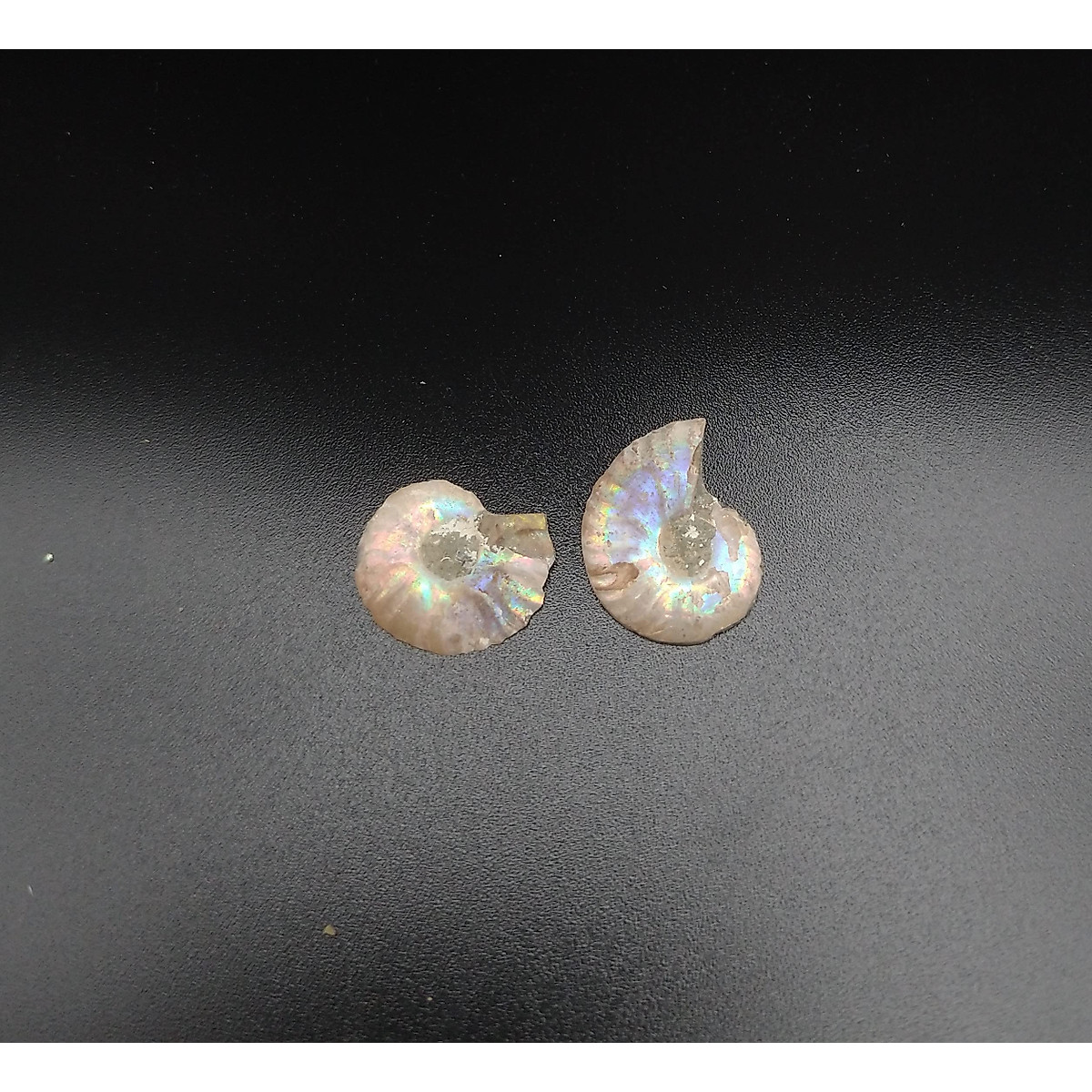 Universal Specialties Ammonite Pair 2pc Unique Fossil Stone Natural Specimen Shell Dinosaur Fossils Crystal Mineral Madagascar Feng Shui Chakra Energy Healing Raw Set Prehistoric Ancient Gemstone 2 cm