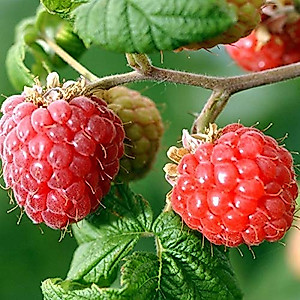 Isle of Skye Candle Company Raspberry and White Ginger Scottish Range Boxed Candle, White by Isle of Skye Candle Company