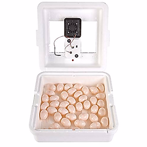 Little Giant® Digital Still Air Incubator | 41 Eggs | Egg Incubator with Temperature and Humidity Control | Chick Incubator