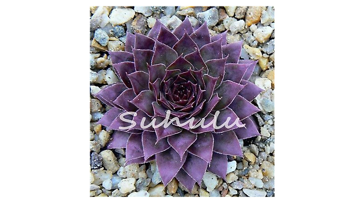 200 Pcs Sale!Hens And Chicks Succulent Mix Seeds (Sempervivum Hybridum ...