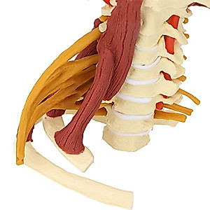 Cervical Spine Medical Model, Removable Spinal Nerves Anatomical Model Human Cervical Spine Demonstration Model Spine Anatomy Education Model for Science Classroom Study Display Teaching