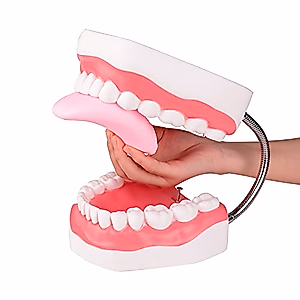 Ultrassist Mouth Model Metal Hinge for Speech Therapy, Ideal Brushing Teaching Dental Teeth Model for Kids and Children, 6 Times Enlarge, Includes Toothbrush