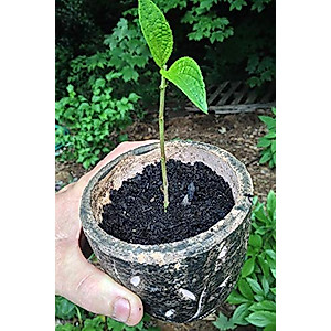 Hydrofarm DG00201 Liquid Hormone Concentrate Hydroponic Rooting Solution, 2-Ounce