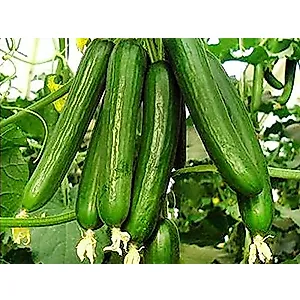 US Grown! 30+ Persian Beit Alpha (a.k.a. Lebanese) Cucumber Seeds Heirloom Non-GMO Burpless Sweet Non-Bitter and Acid Free, Crispy and Sweet, Fragrant and Delicious, Cucumis sativus, Grown in USA!