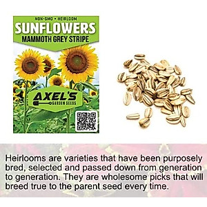 Mammoth Sunflower Seeds for Planting - Grow Giant Sun Flowers in Your Garden - 50 Non GMO Heirloom Seeds - Full Planting Instructions for Easy Grow - Great Gardening Gifts (1 Packet)