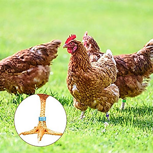 MEWTOGO 100 Pcs Chicken Leg Rings- Colorful Numbered Chicken Identification Leg Bands Poultry Leg Bands Clip on Leg Rings for Ducks Chicks Chicken Guinea Pigeons Goose Gamefowl Turkey (16mm)