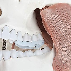 Axis Scientific 3-Part Human Skull Model with Masticatory Muscles, Life Size Skull Cast from Real Human Bones Shows Range of Motion of Jaw