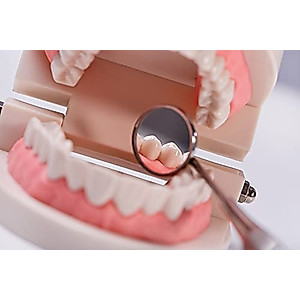Dental Teeth Model, 2 Pack Adult Standard Typodont Demonstration Denture Model for Dental Teaching, Study, Clean Display for Kids, Education, Patient, No Wisdom Teeth