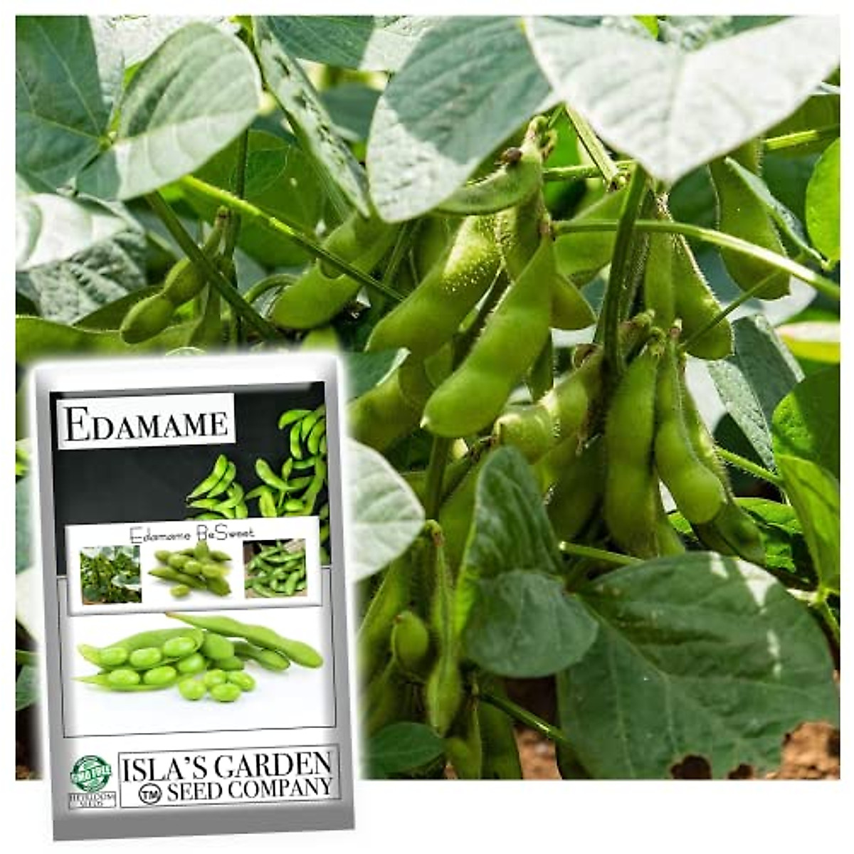 " BeSweet " Edamame Seeds for Planting, 25+ Heirloom Seeds Per Packet, (Isla's Garden Seeds), Non GMO Seeds, Botanical Name: Soybean (Glycine max (L.), Great Home Garden Gift