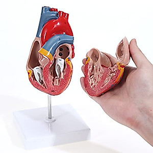 ASINTOD Human Heart Model, 2-Part Life Size Cardiac Anatomical Model, 48 Accurate Numbered Anatomical Structures with Number Manual, Magnets, Display Base