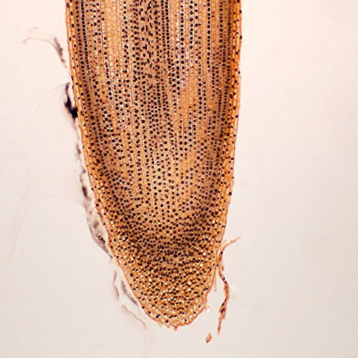 Onion Root Tip Slide, l.s., 10 �m