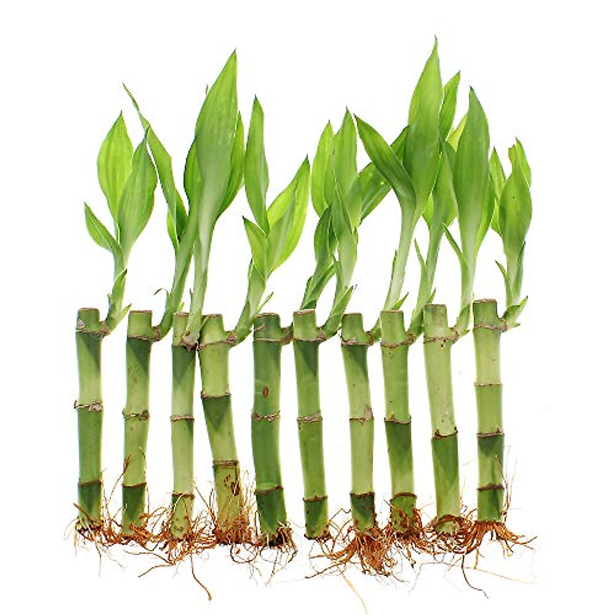 NW Wholesaler - 4" Live Lucky Bamboo Plant - Bundle of 20 Stalks - Live Indoor Houseplants for Home Decor, Live Bamboo Plant, Indoor Low Light Plants, Feng Shui (20)