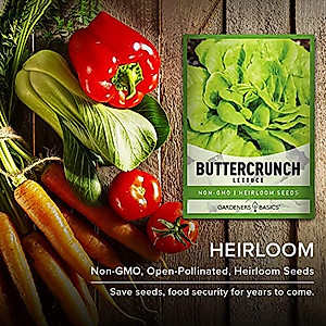 2000+ Buttercrunch Lettuce Seeds for Planting - Butterhead Boston Bibb Heirloom, Non-GMO Vegetable Variety- 2 Grams Seeds Great for Spring, Summer, Winter Garden and Hydroponics by Gardeners Basics
