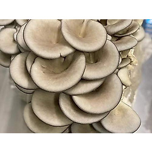 MushroomMediaOnline Fast Fruiting aka Masters Mix (50% Oak/50% Soy Hull Pellets) 40 Pounds