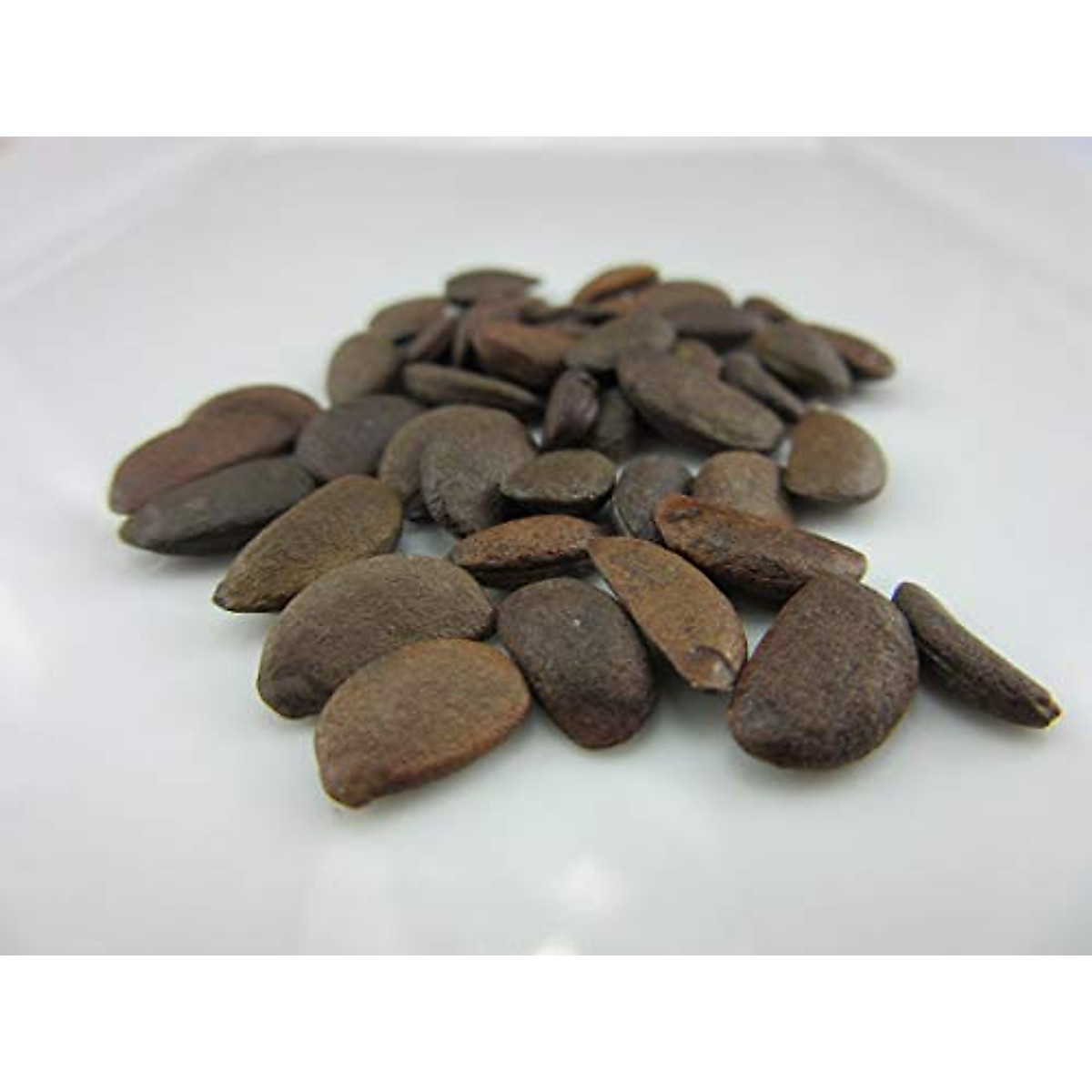 1105-Eastern Redbud Tree (Cercis Canadensis ‎) Seeds by ...