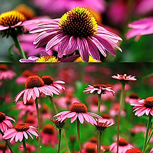 MOKALALA 100 Pcs Purple Coneflower Seeds | Non-GMO | Echinacea Seeds for Planting Home Garden