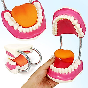 2024 Newest Design Dental Teeth Care Model for Medical Student Learning Tool,Adult Standard Demonstration Teeth Model,W/Giant Toothbrush, 32 Teeth, Kids Dental Care Teaching Demonstration Model,