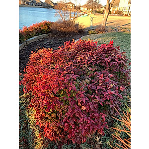 10 Dwarf Firepower Nandina Shrub Nandina Plants 5 to 9 Inc Tall, in 2.5 Inc Pot for Planting Ornaments Perennial Garden Simple to Grow Pots Gifts