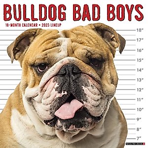 Bulldog Bad Boys 2023 Wall Calendar