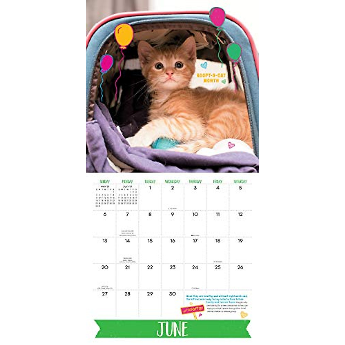 Kitten Lady's Big Year of Little Kittens 2021 Wall Calendar