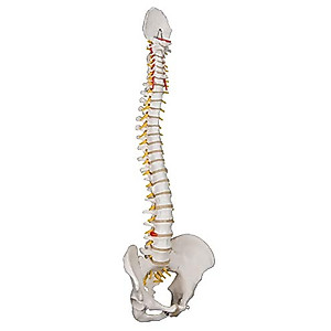 3B Scientific A58/1 Classic Flexible Spine male - 3B Smart Anatomy