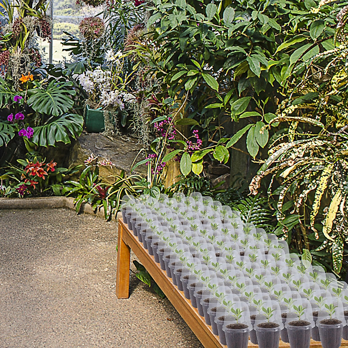 winemana 36 Set Nursery Pots with Humidity Dome, Clear Nursery Pots for Plants, Seed Starting Pots with Drainage Holes & Plant Labels for Vegetables Flowers Garden Plants