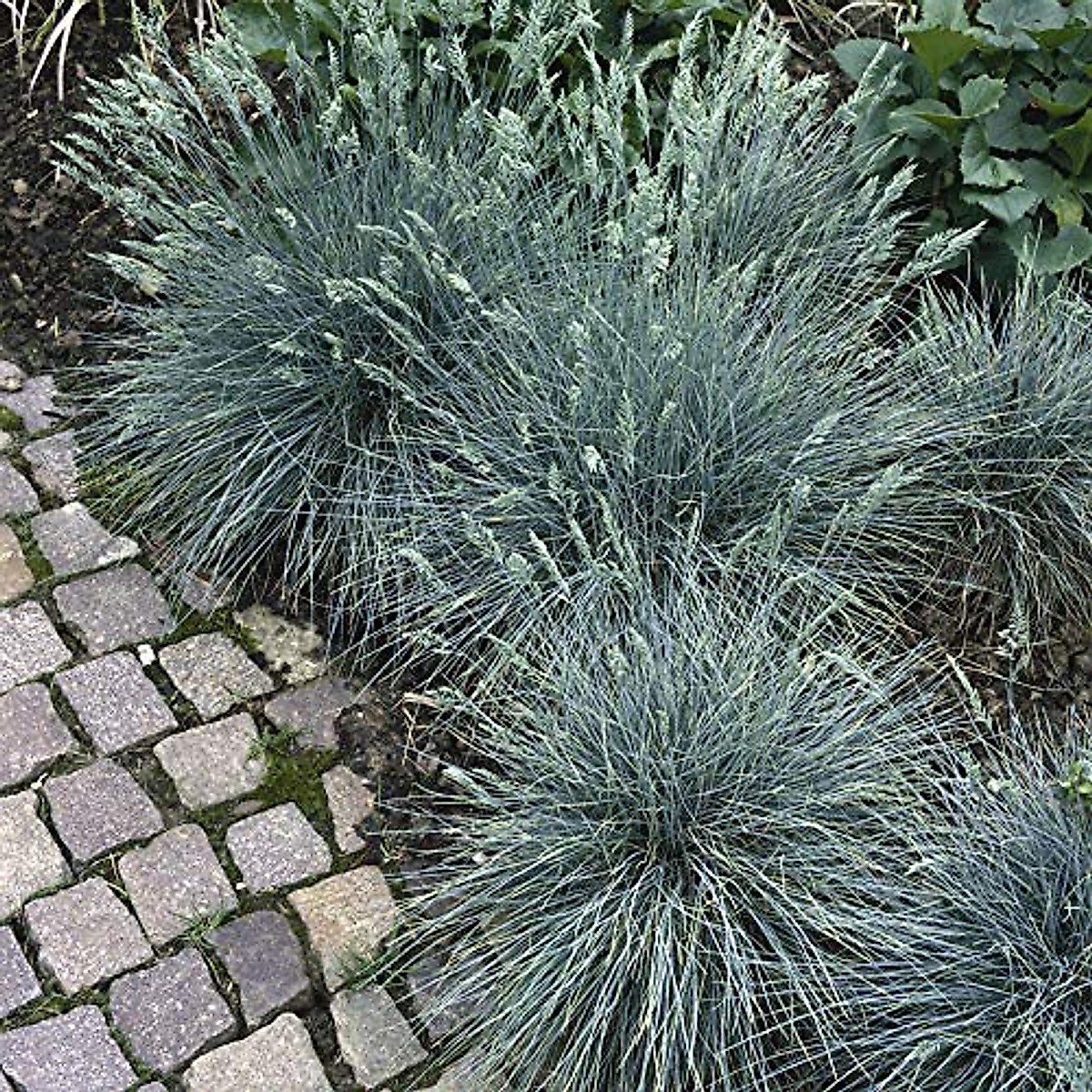 Outsidepride Perennial, Low Growing, Drought Tolerant, Blue Fescue Ornamental Grass - 5000 Seeds