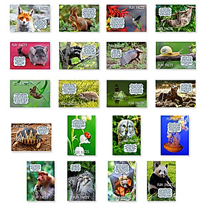 ANIMALS FUN FACTS postcard set of 20 postcards. Animal and bird post cards variety pack. Made in USA.