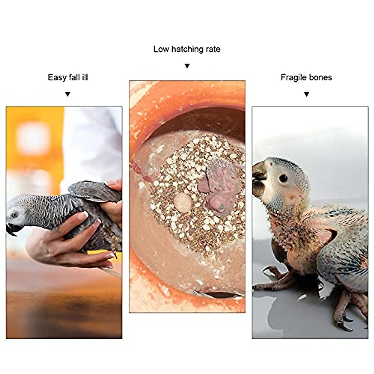 Parrot Chew Toy - Bird Cuttlebone Toys Natural Cuddle Bone Chewing Cuttlefish Bone Calcium Chewing Molar Parrot Trimming Toy for Conures Parakeets Cockatiel Macaw