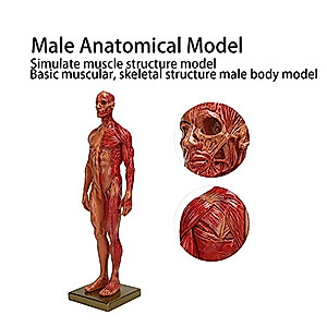 YUYTE Miniature Muscular System Model, 11.8 ” Human Muscles Anatomy Model Displaying Anatomical Model, Resin, Show Surface Muscles and Body Structure, Fitness Enthusiast
