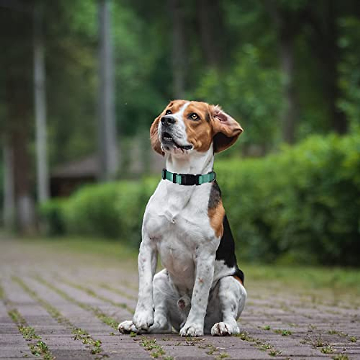 AUDWUD Thick Nylon Collar,Classic Adjustable Dog Collar in Multiple Colors,Suitable for Small, Medium and Large Dogs,4 Sizes