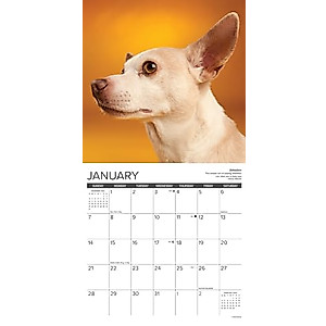 Willow Creek Press Chihuahua Rules Monthly 2024 Wall Calendar (12" x 12")