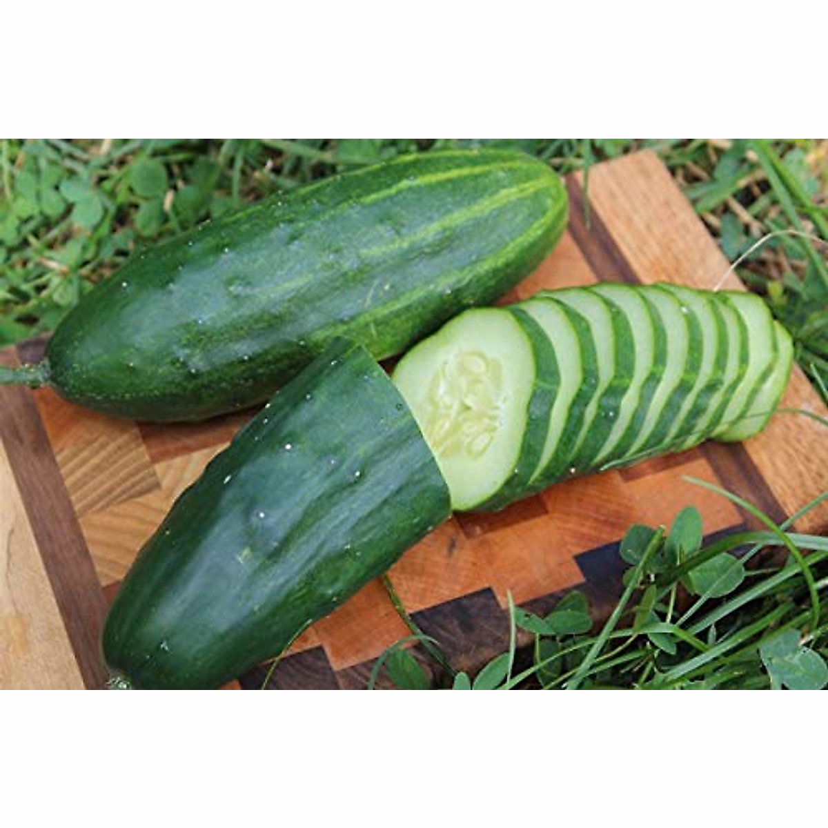 Gaea's Blessing Seeds - Spacemaster Cucumber Seeds (2.0g) Non-GMO Seeds with Easy to Follow Planting Instructions - Heirloom 90% Germination Rate