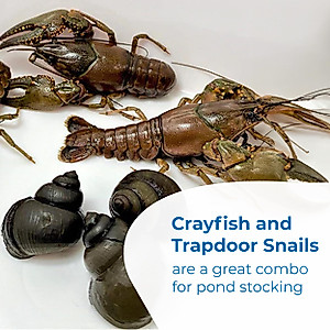 Toledo Goldfish Live Crayfish and Trapdoor Snail Combo, Live Ornamental Species Perfect for Ponds, Tanks or Aquariums - 5 of Each, 10 Total Count