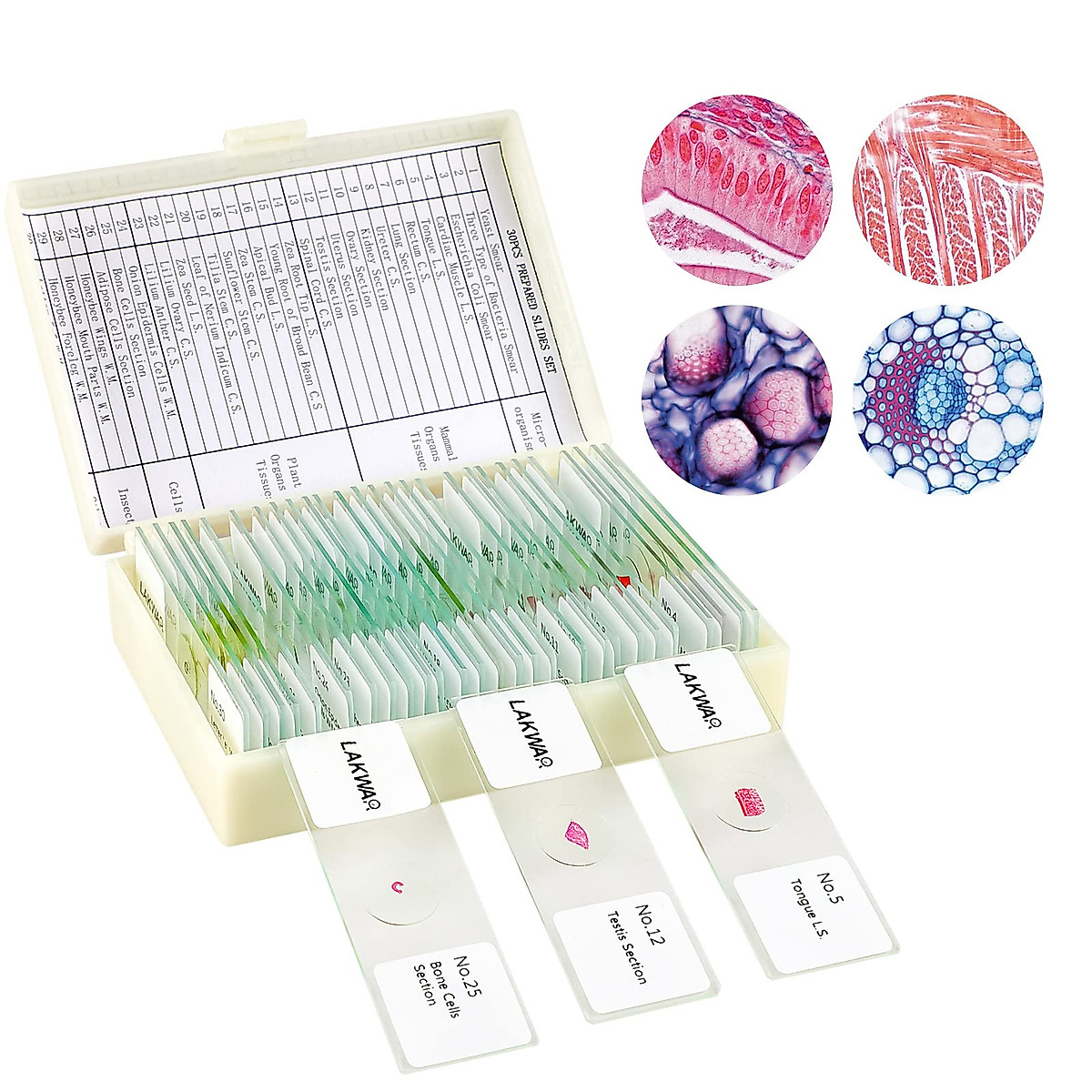 30 Microscope Slides with Specimens for Kids, Prepared Microscope Slides for Kids Microbiology, Glass Slides for Microscope, Biology Gifts for Adults Kids