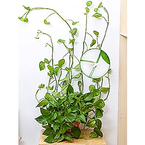 MDSOYOL Plant Climbing Wall Fixture Clips, (100pcs) Plant Fixer Self-Adhesive Hooks for Invisible Wall Vines Plant Fixation Plant Vine Traction Garden Vegetable Plant Binding (B-100 Pcs)