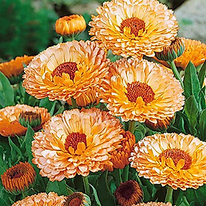 Outsidepride Calendula Officinalis Pink Surprise Pot Marigold Garden Flower Seed - 2000 Seeds
