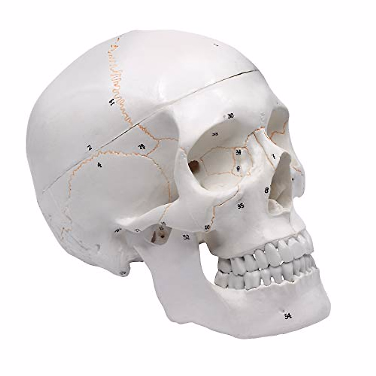 EISCO Numbered Human Skull Model - Medical Quality - 3 Parts w/Removable Calvaria, Articulated Mandible, Painted Sutures, 55 Numbered Features - Anatomy Skull, Plastic Skull Replica, Life Size Skull