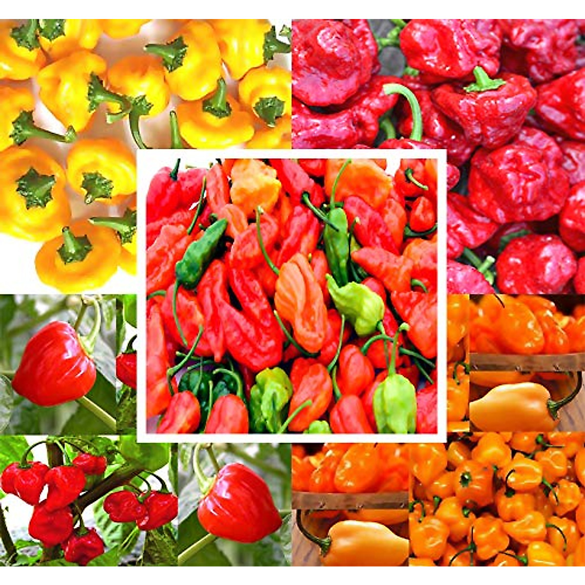 BIG PACK - (500+ Seeds) Hot Pepper Combo I - Bhut Jolokia Ghost Pepper, Habanero Orange, Habanero Red, Jamaican Yellow, Jamaican Red Pepper Seeds- Non-GMO Seeds by MySeeds.Co (BIG PACK - Hot Pepper I)