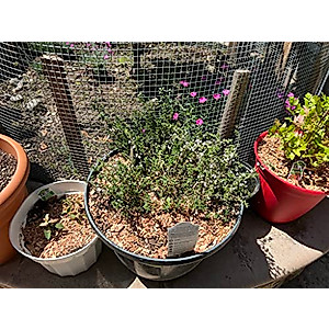 Double Tree Incense Cedar Wood Chips for Potted Plants, Garden, Animal Beddings and Litter Box - 100% Natural Perfect for Indoor and Outdoor Use… (4 Quart)