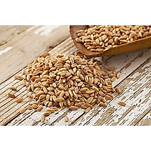 Pampered Chicken Mama Non-GMO Wheat Seeds for Sprouting Fodder 3 pounds