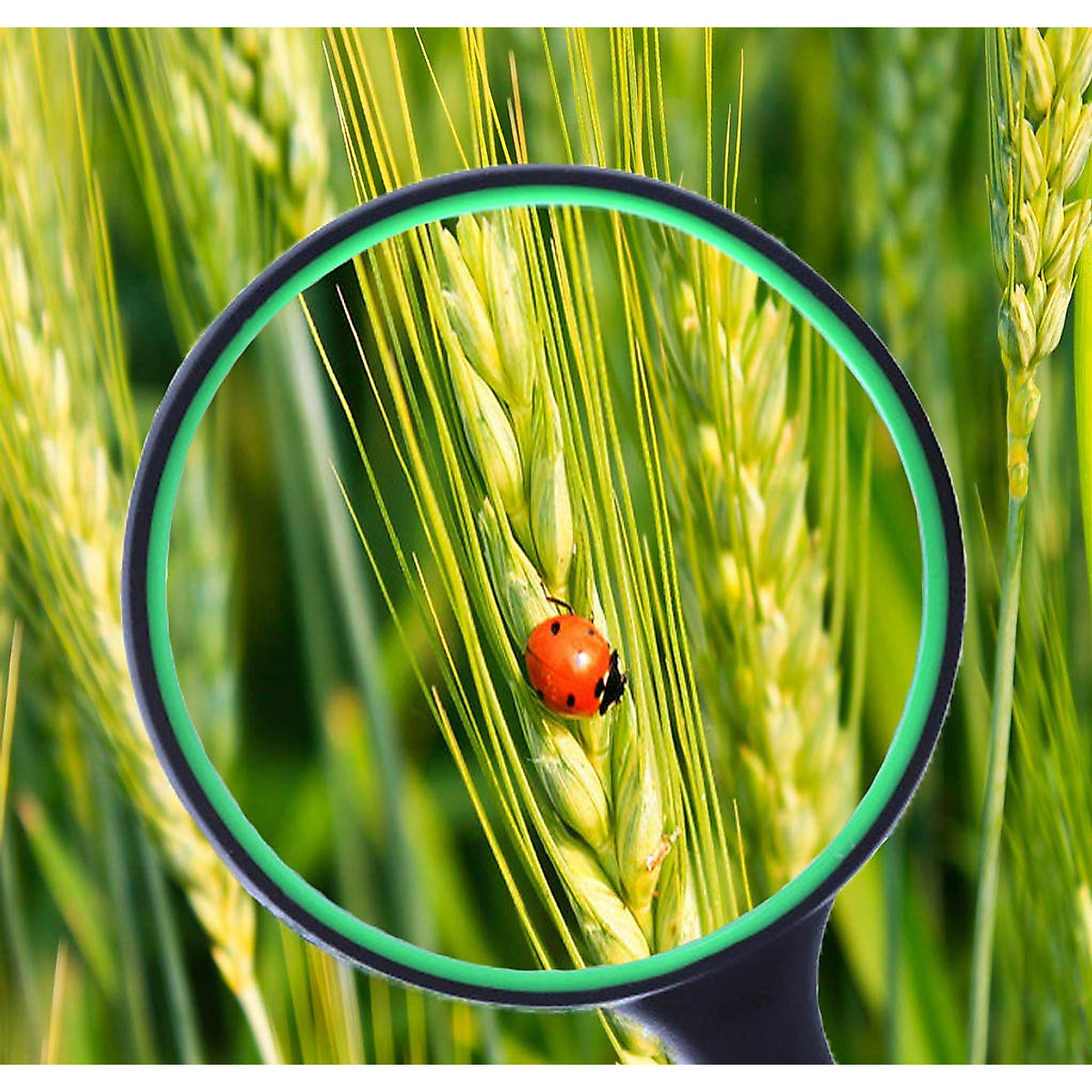 TANCH 5X Magnifying Glass Handheld Magnifier with Large 100mm Magnifying Glass Lens and Non-Slip Rubber Handle for Senior and Kids (1PC Green)