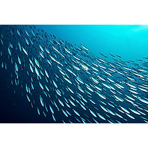 Season Sardines in Extra Virgin Olive Oil – Skinless & Boneless, Wild Caught, 22g of Protein, Keto Snacks, More Omega 3's Than Tuna, Kosher, High in Calcium, Canned Sardines – 4.37 Oz Tins, 12-Pack