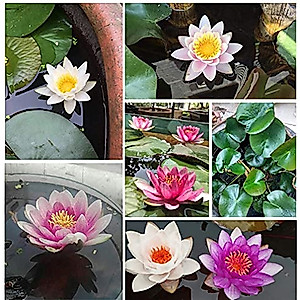 SAVOIR 40+ Bonsai Bowl Lotus Seeds, Water Lily Flower Plant Seeds, Ornamental Courtyard Finest Viable Mixed Colors Aquatic Water Features Seeds