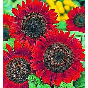 Sunflower Seeds for Planting - Grow Red Velvet Queen Sun Flowers in Your Garden - 25 Non GMO Heirloom Seeds - Full Planting Instructions for Easy to Grow - Great Gardening Gifts (1 Packet)