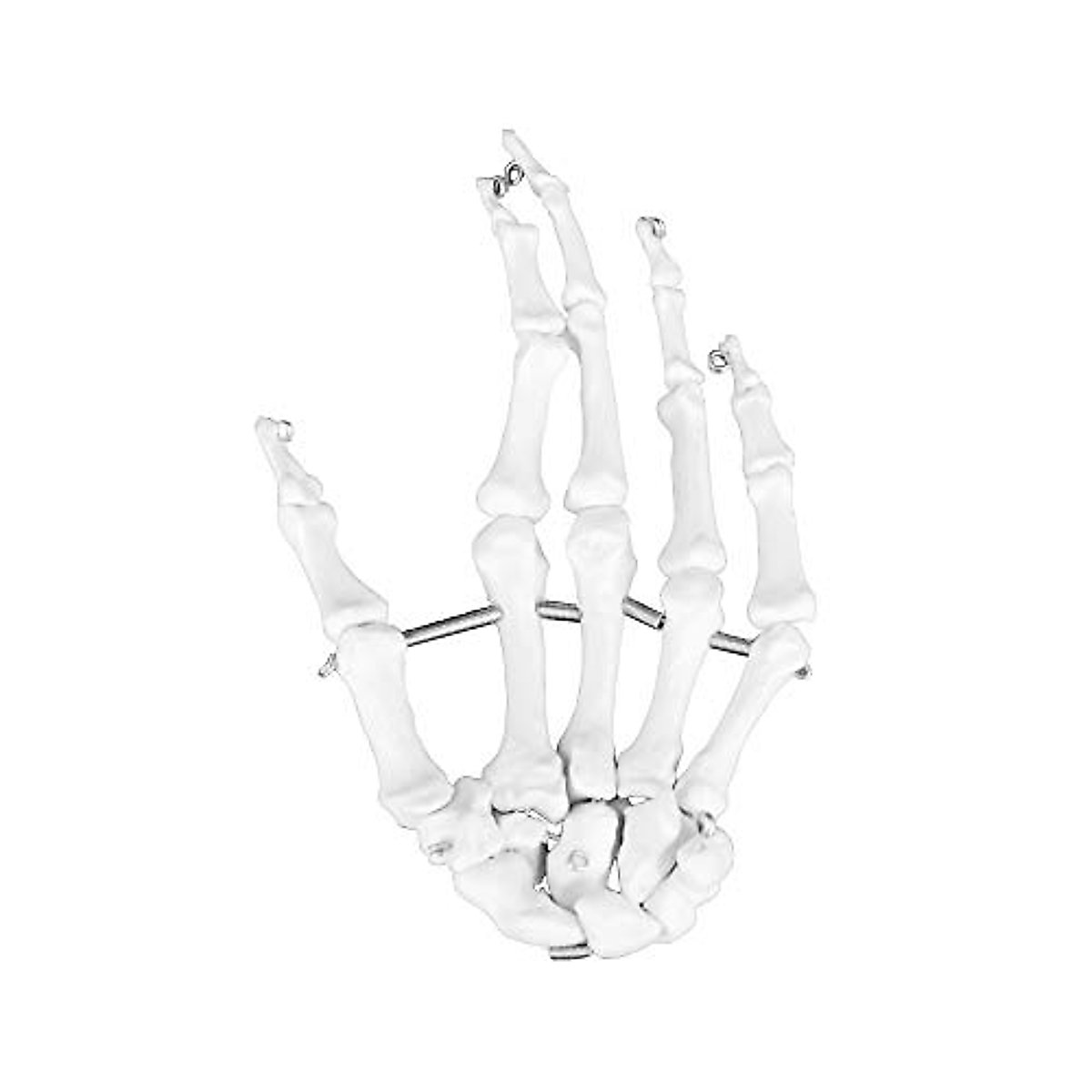 Vision Scientific VAS220-CC0 Life Size, Total Disarticulated Skeleton | Bones & Osteological Features Numbered for Identification | 3-Part Skull | Key to Numbered Structures W Manual & Carrying Case