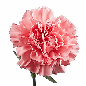 Fresh Flowers- Pink Carnations - 100 Fresh Cut Stems (OM)