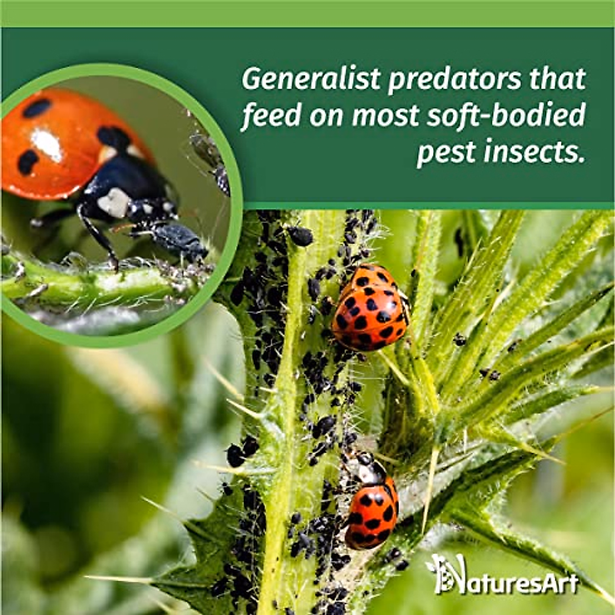 1500 Live Ladybugs - Good Bugs for Garden - Ladybug for Greenhouse - Guaranteed Live