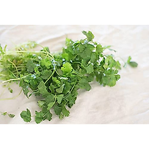 Halden Garden Cilantro 'Santo' Coriandrum sativum