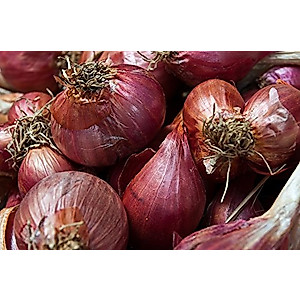 RED Shallot Set (1 lb Bag ) No GMO Heirloom Bulb, Plant Spring and Fall Garden Vegetable